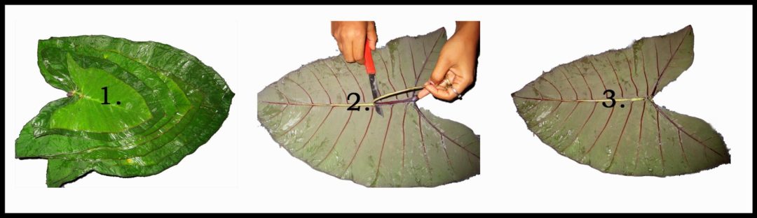 PATHRODE / PATRA / COLACASSIA LEAF ROLLS Recipe | Cook With Smile