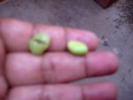 AVAREKALU MIXTURE / HYACINTH (FIELD) BEANS SNACK / VAAL NAMKEEEN Recipe ...