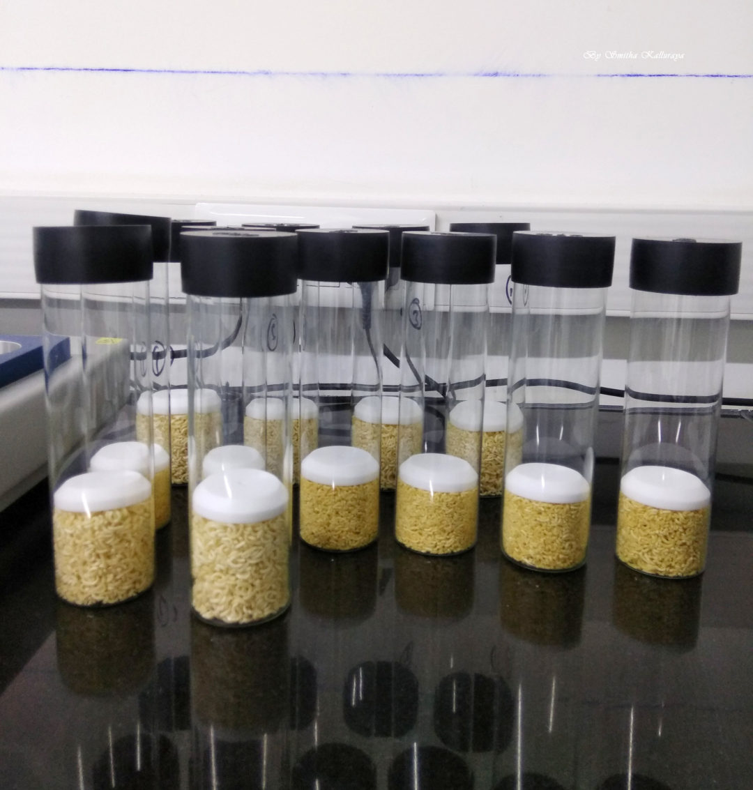 ALL ABOUT MAGGI AND MY VISIT TO NESTLE R & D CENTER !!! - Cook with Smile